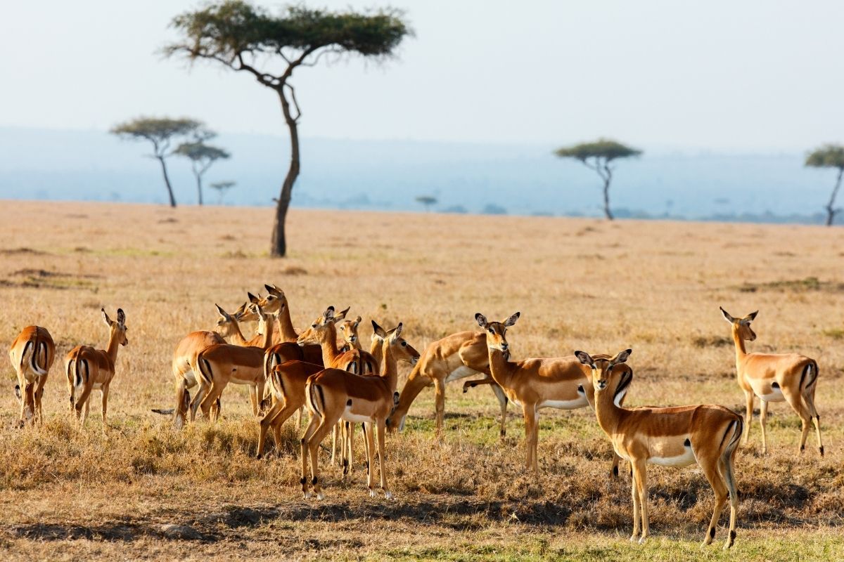 Probation Period in Kenya